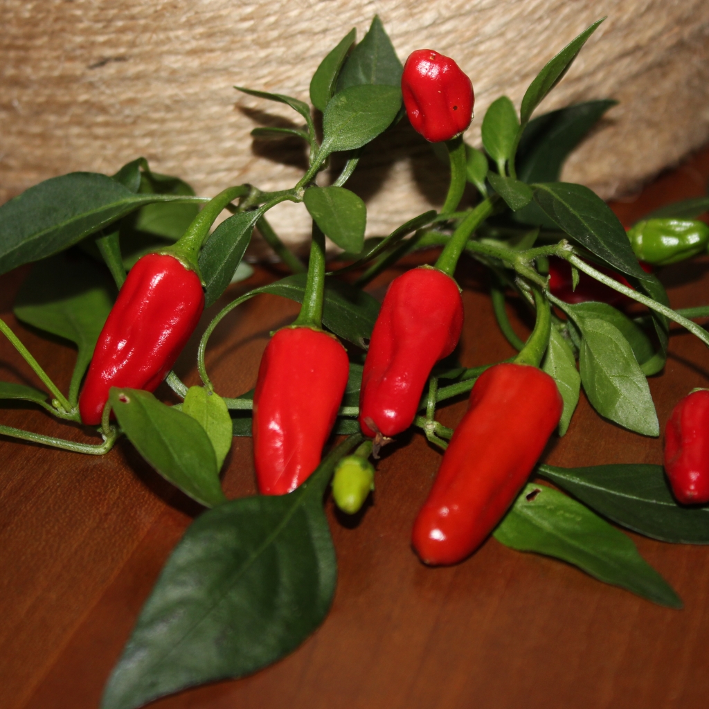 Chili planter | Apache chili plante – Klarskov Gartneri