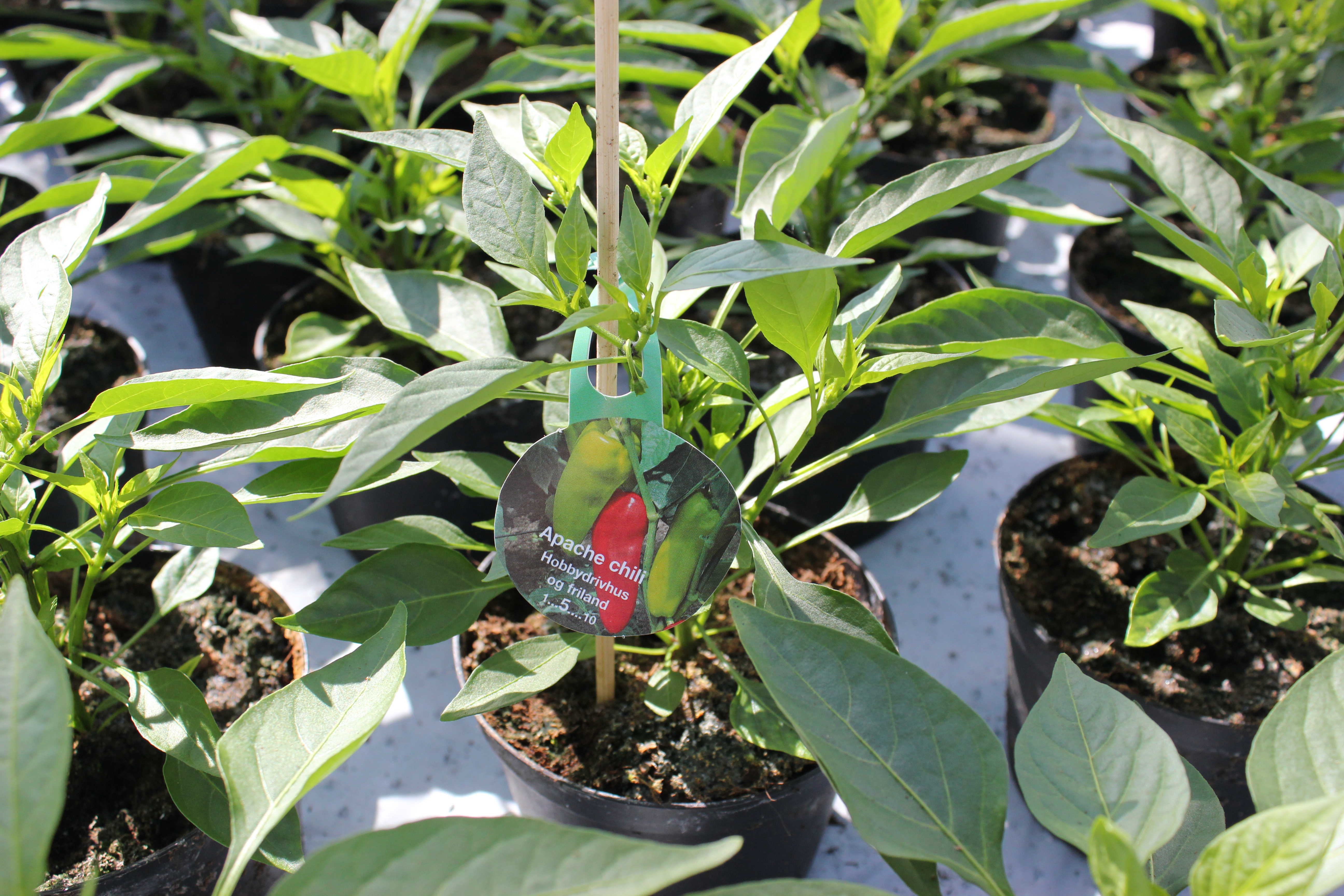 Chili planter | Apache chili plante – Klarskov Gartneri