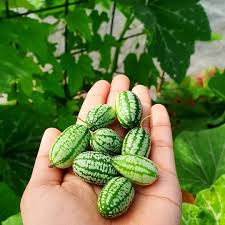 Jungle agurk plante | Cucamelon Musemelon – Klarskov Gartneri