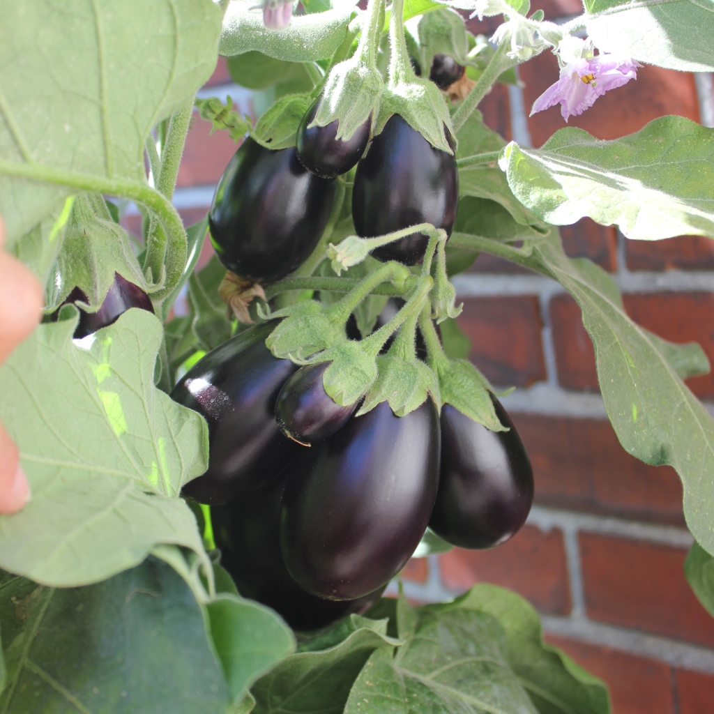 Mini aubergine plante | Mini aubergine – Klarskov Gartneri