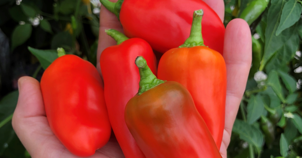 Rød Snack Bite | Sød mini snackpeber – Klarskov Gartneri