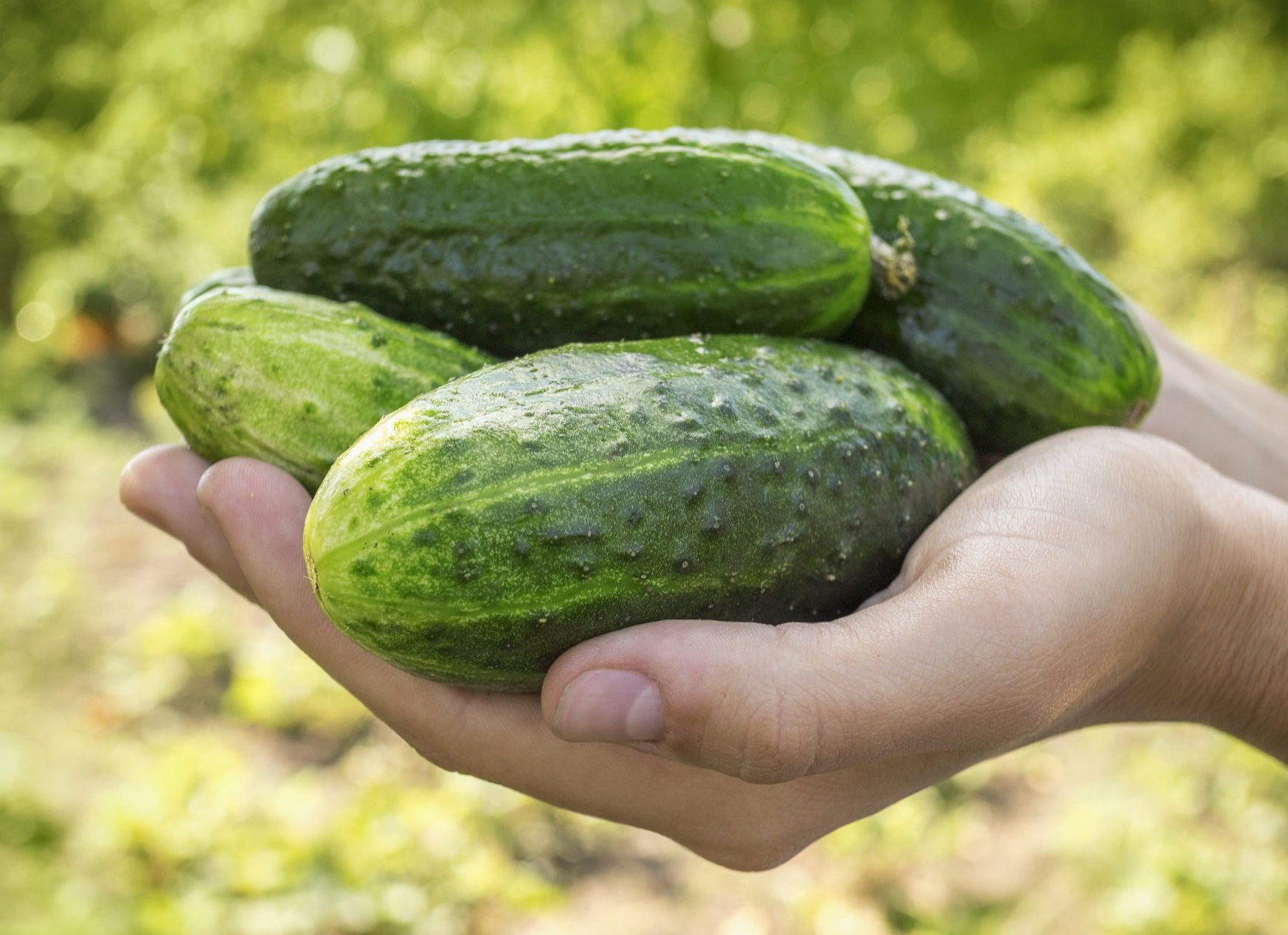 Drueagurk plante | Produktiv drueagurk – Klarskov Gartneri