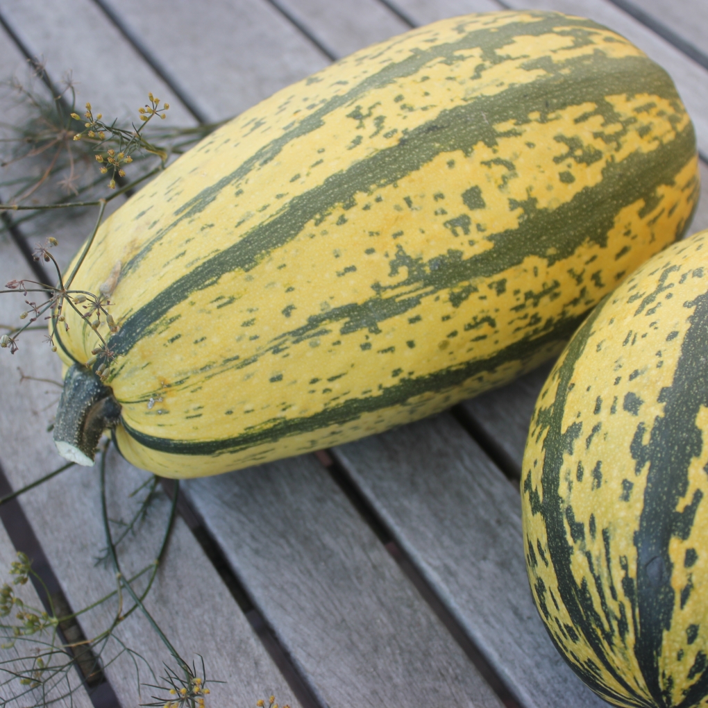 Spaghetti squash plante | Stripetti – Klarskov Gartneri