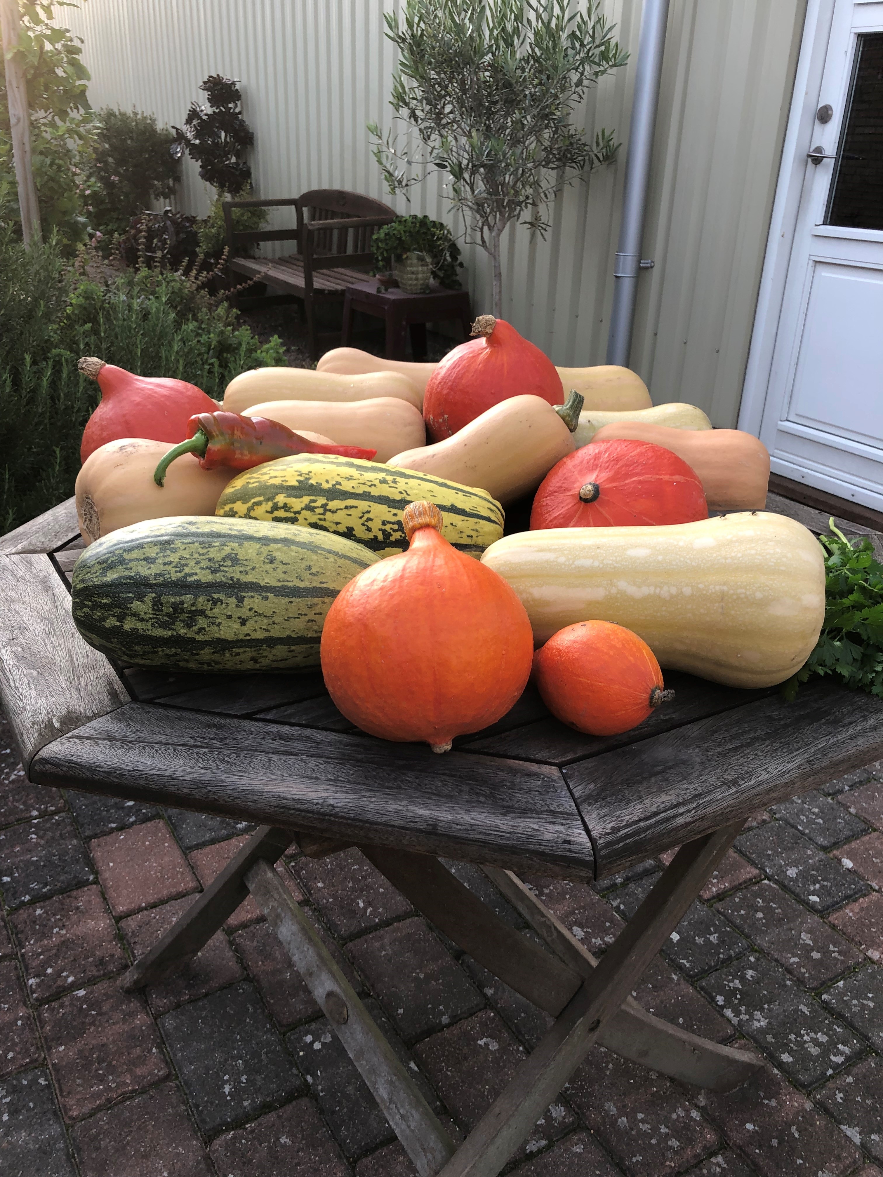 Spaghetti squash plante | Stripetti – Klarskov Gartneri