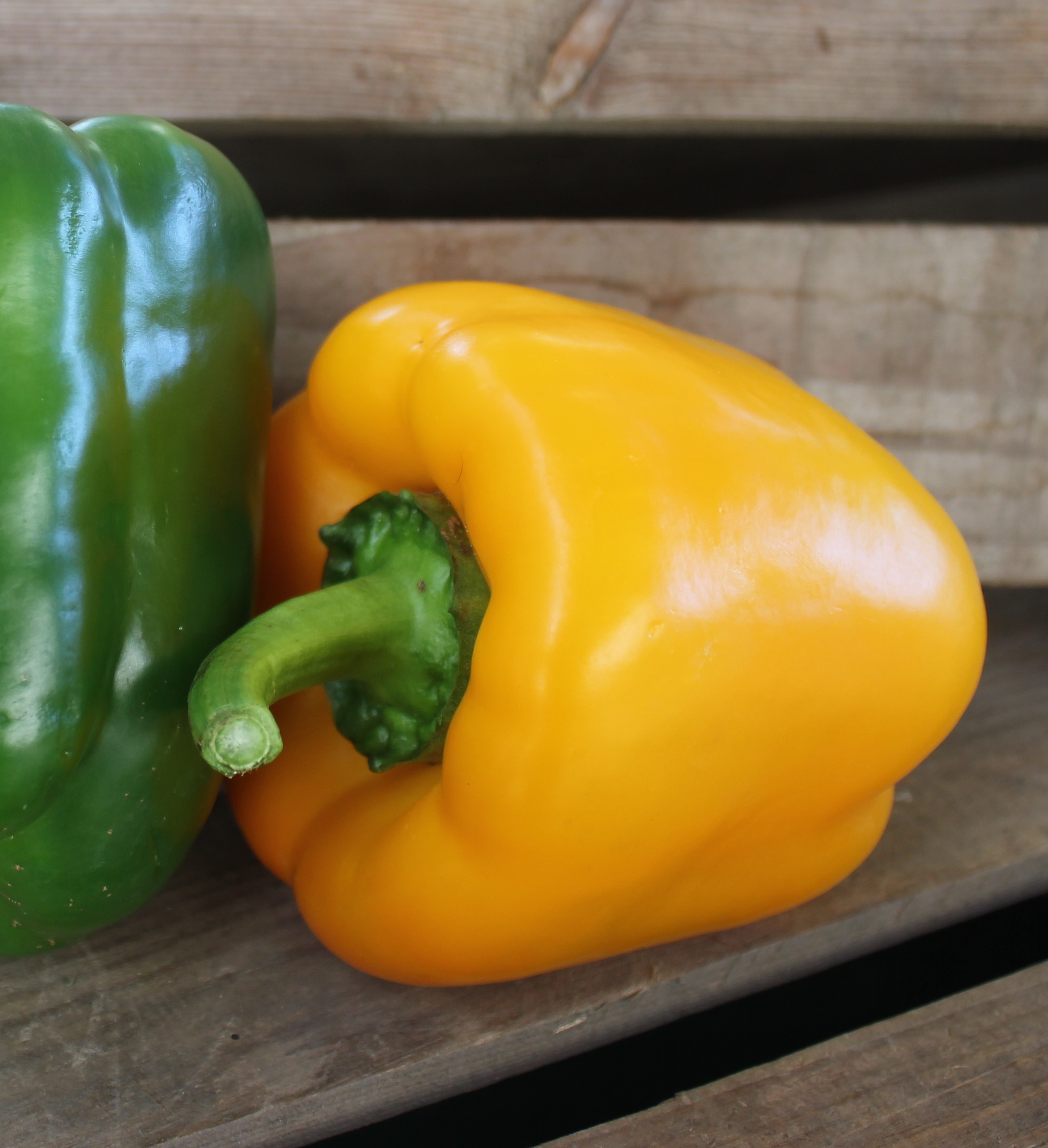 Peber | Dansk producerede peberplanter – Klarskov Gartneri