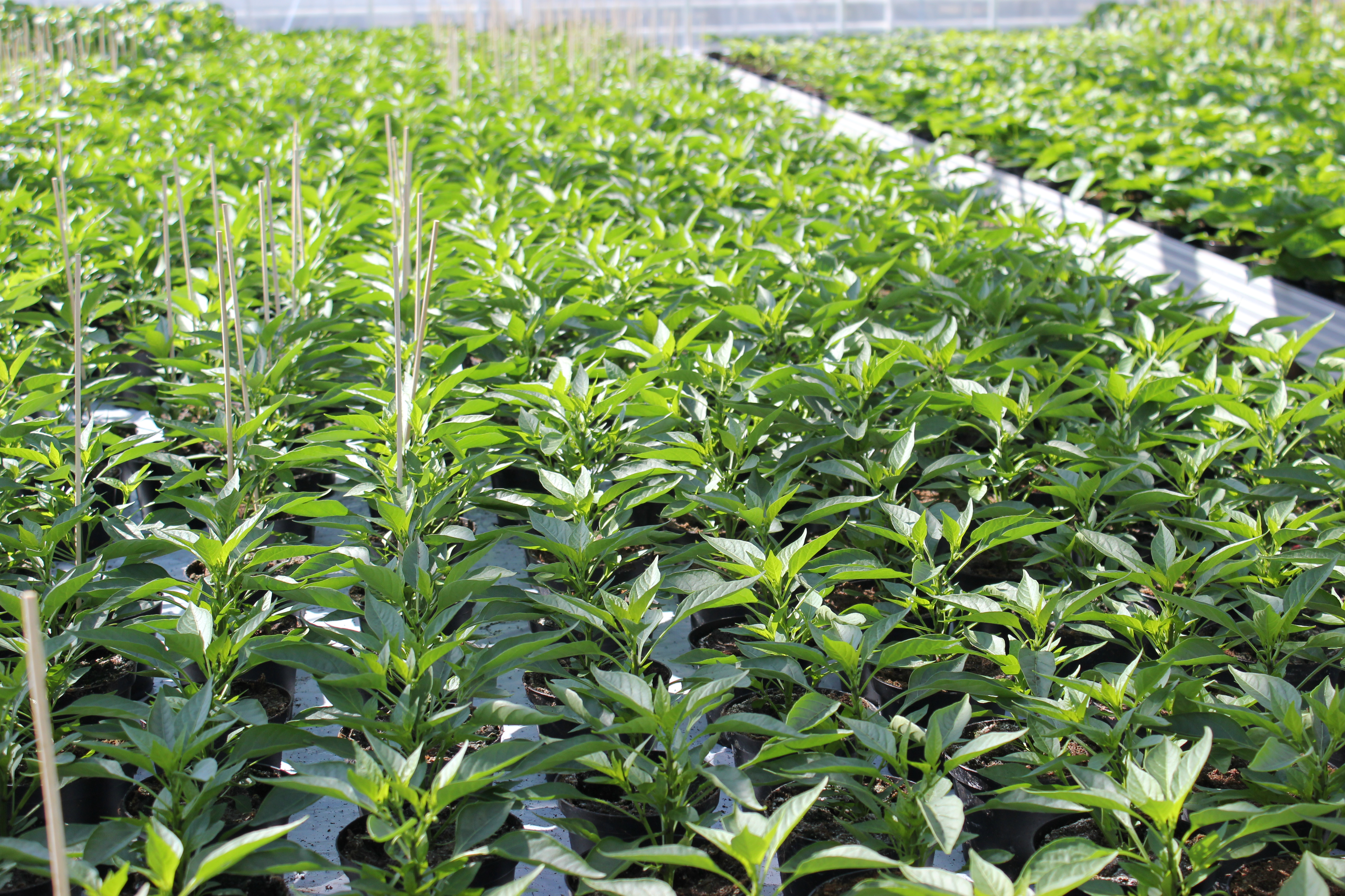 Chili planter | Apache chili plante – Klarskov Gartneri