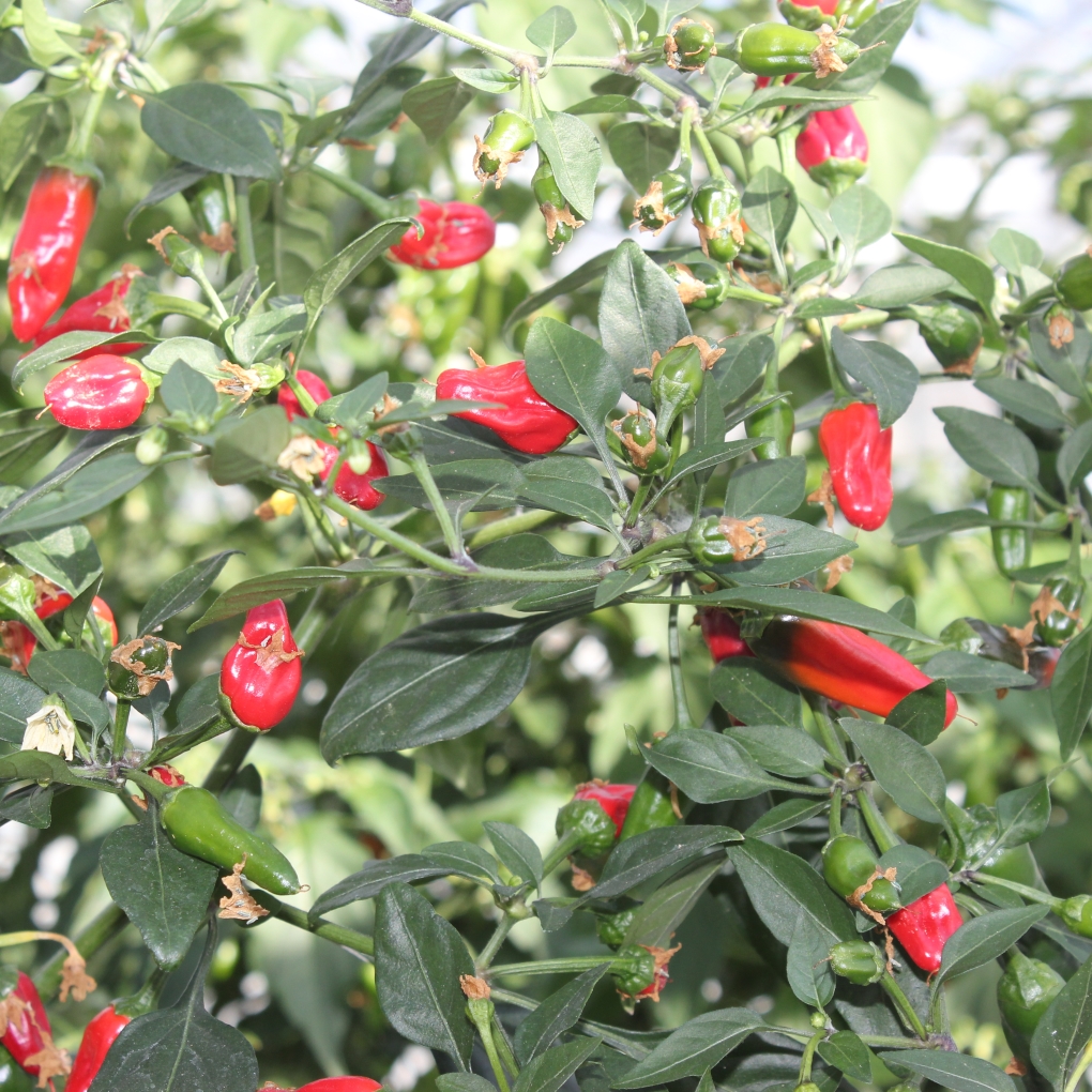 Chili planter | Apache chili plante – Klarskov Gartneri