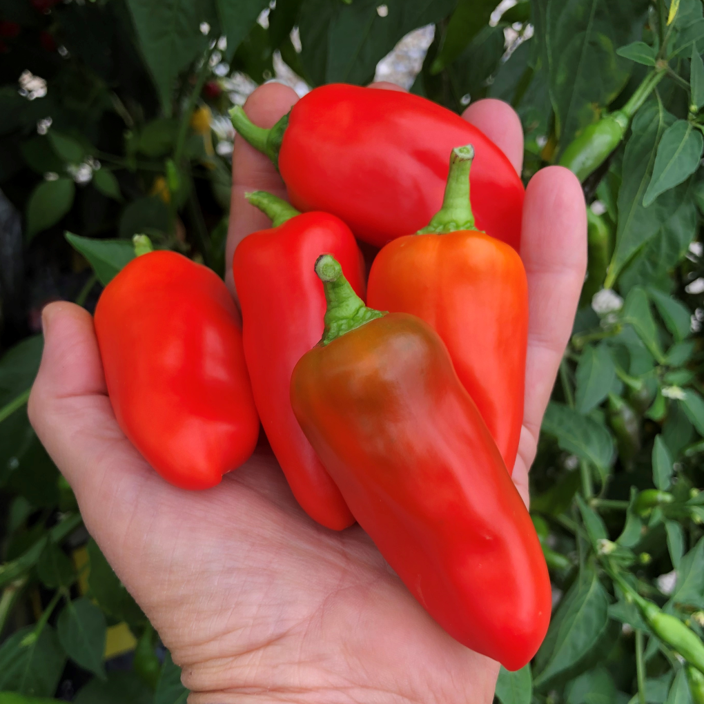 Rød Snack Bite | Sød mini snackpeber – Klarskov Gartneri