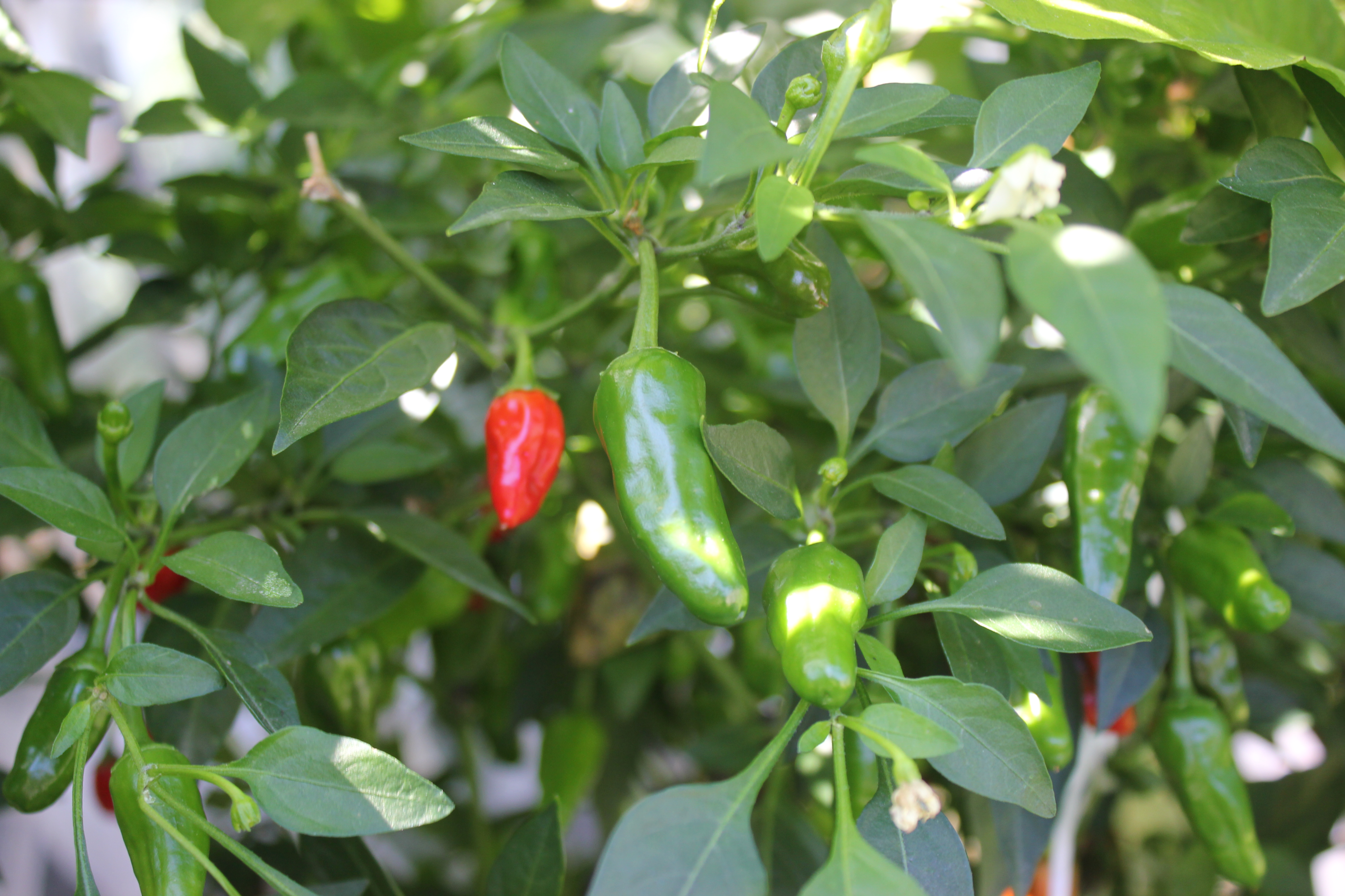 Chili planter | Apache chili plante – Klarskov Gartneri